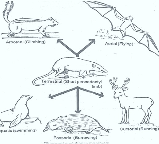 Divergent evolution | BIOZOOM